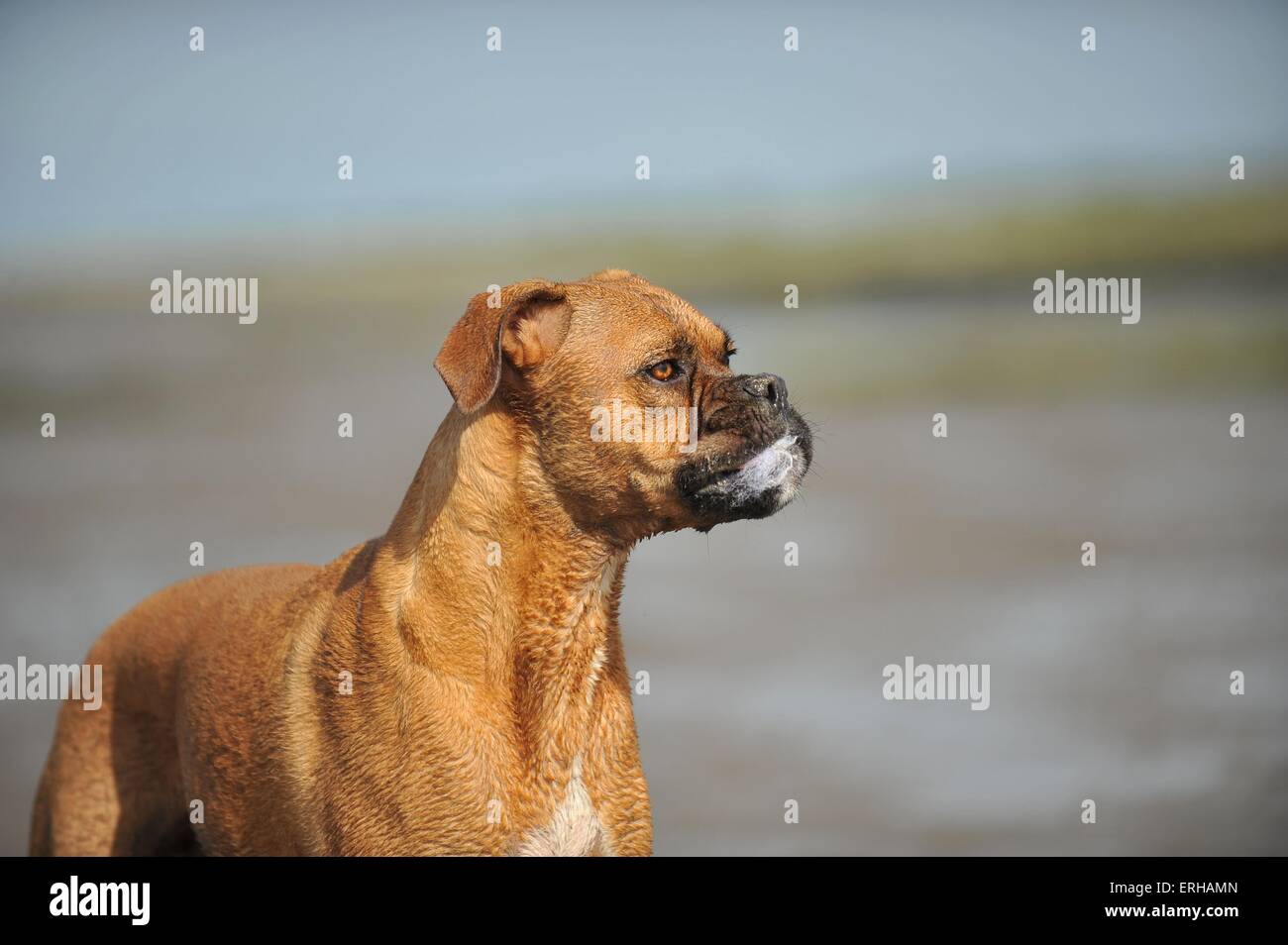 German Boxer Portrait Stock Photo - Alamy