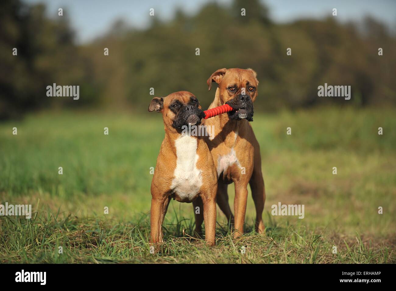 2 German Boxer Stock Photo - Alamy