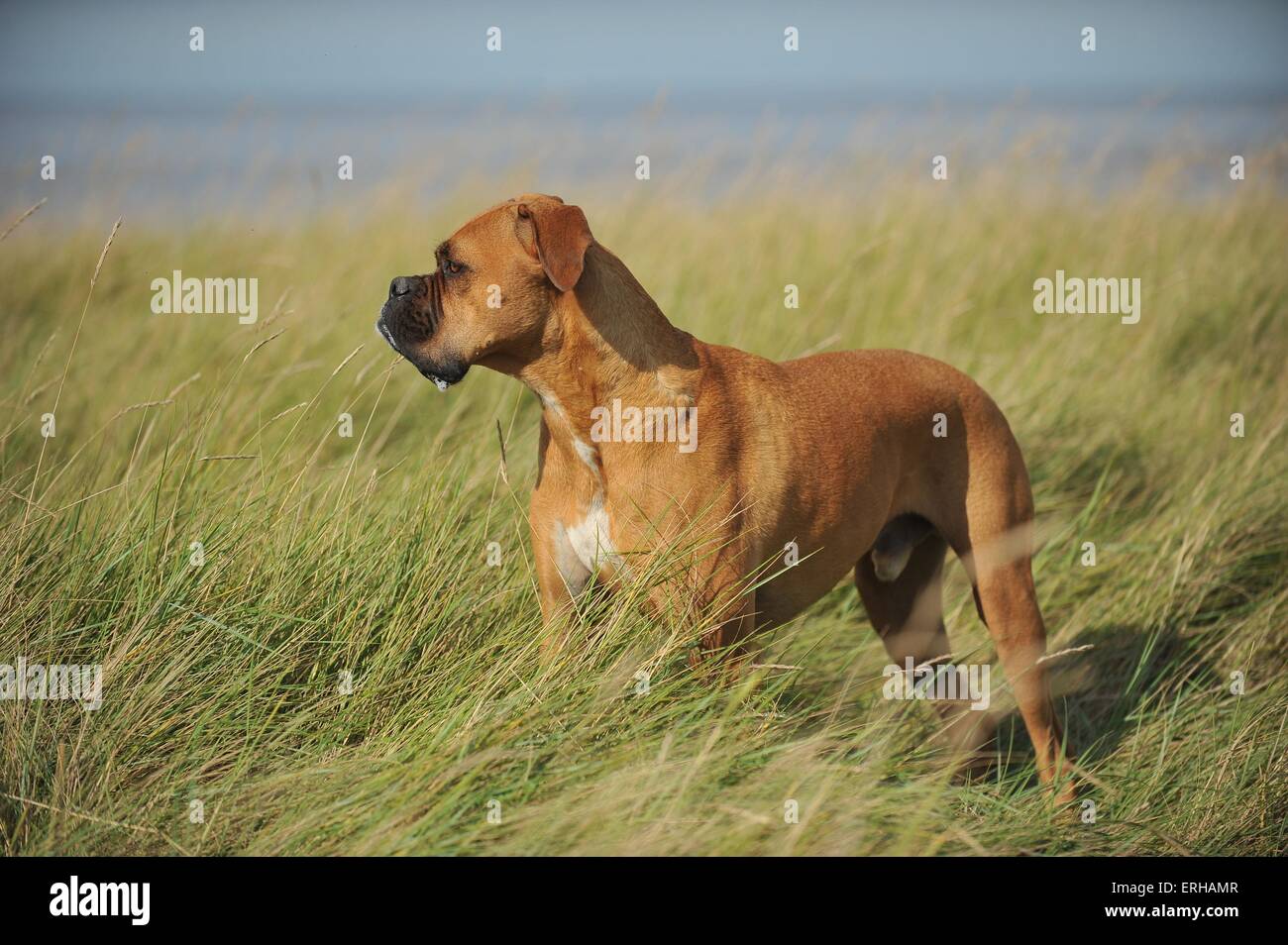 Adult german boxer hi-res stock photography and images - Alamy