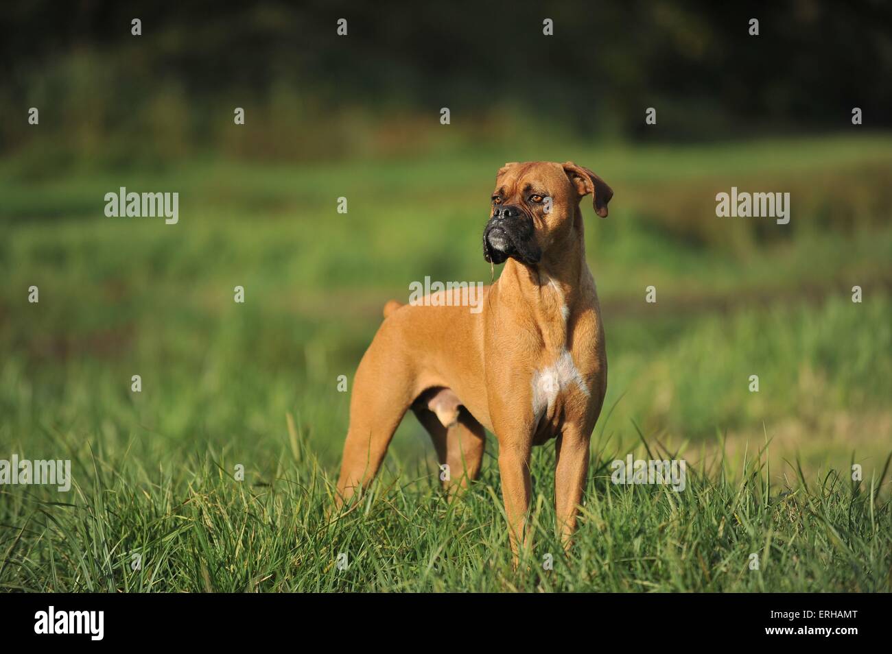 Adult german boxer hi-res stock photography and images - Alamy