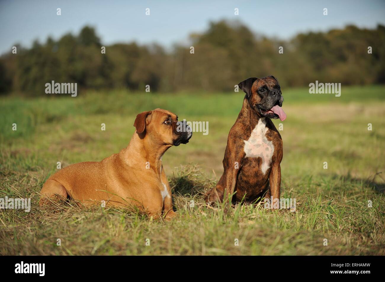 2 German Boxer Stock Photo - Alamy