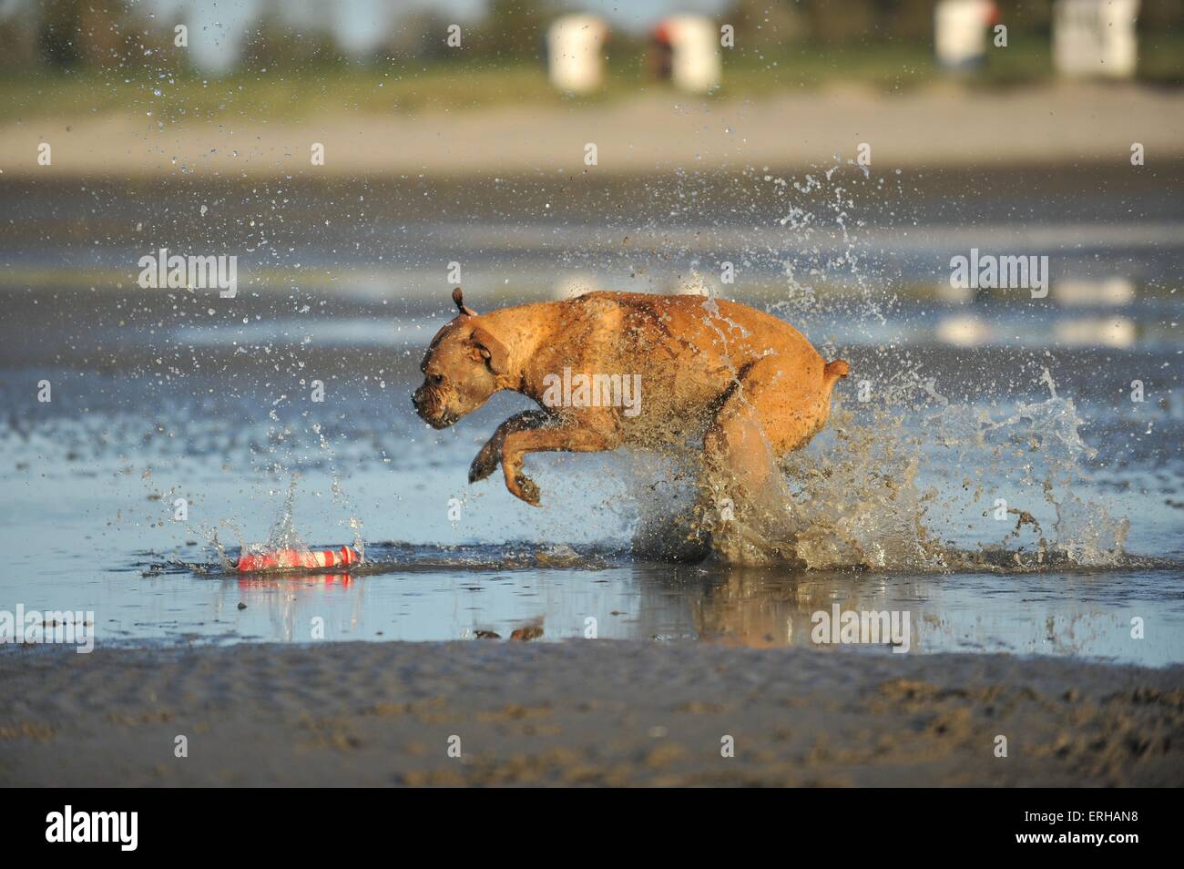 playing German Boxer Stock Photo - Alamy