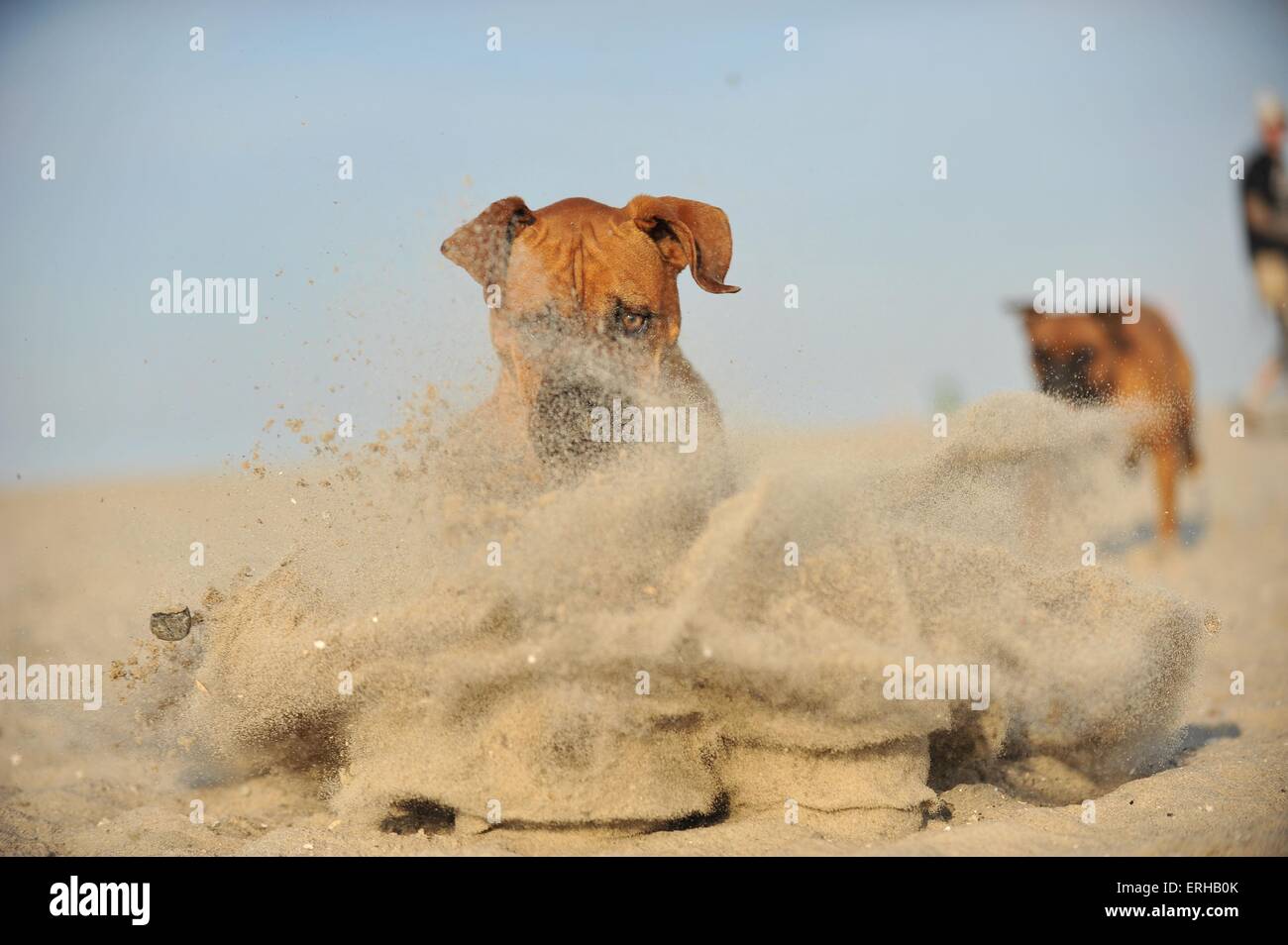 running German Boxer Stock Photo - Alamy