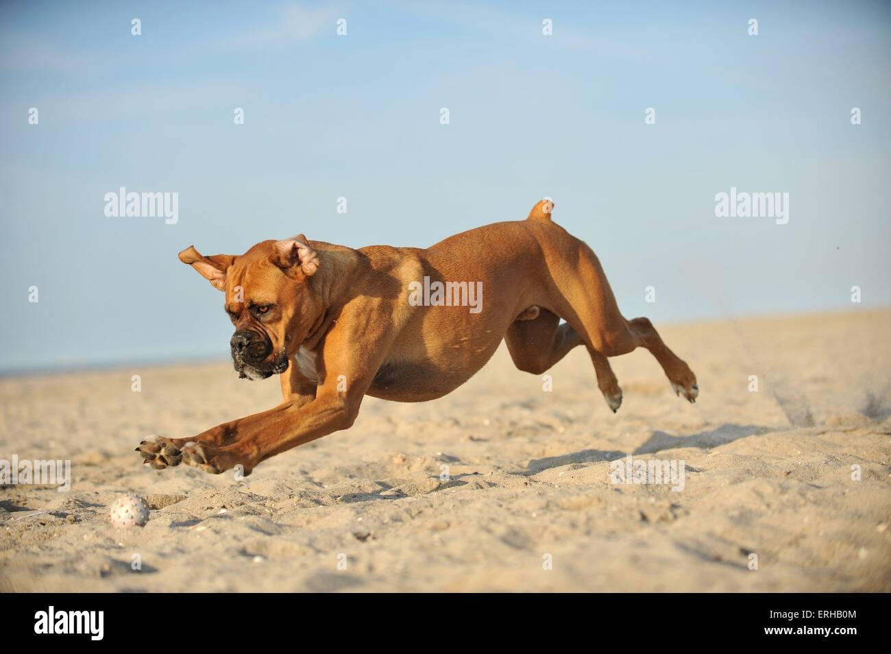 running German Boxer Stock Photo - Alamy