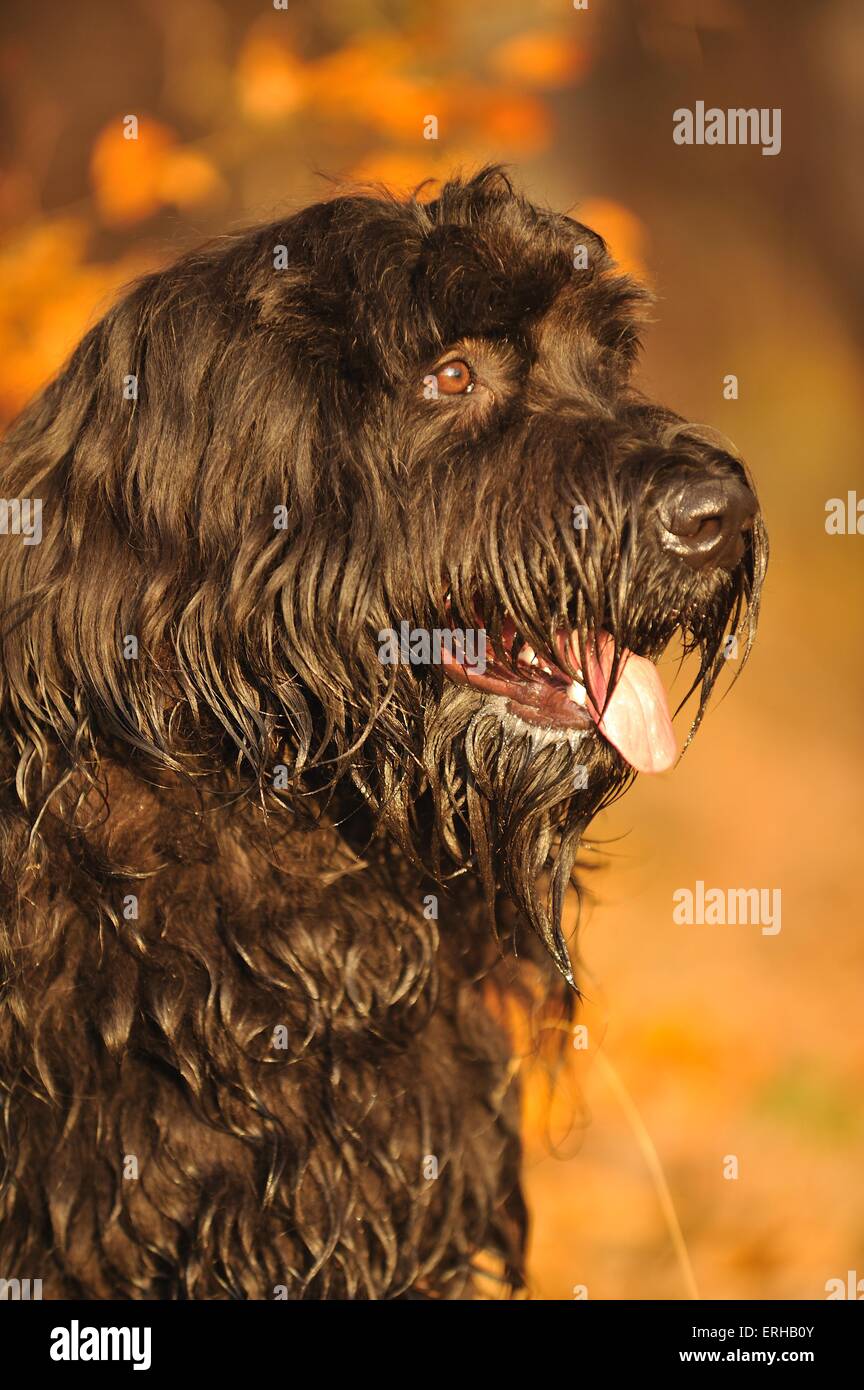 Berger de brie portrait hi-res stock photography and images - Alamy