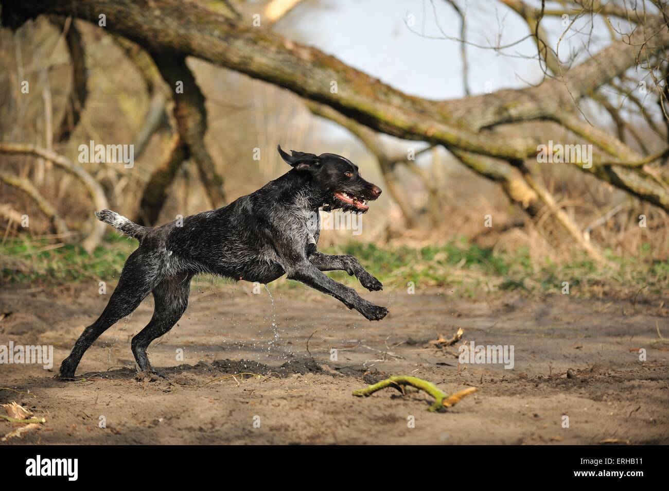playing German wirehaired Pointer Stock Photo - Alamy
