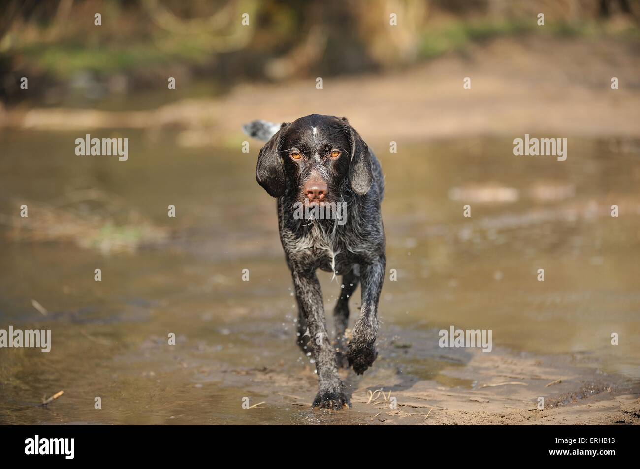 running German wirehaired Pointer Stock Photo - Alamy
