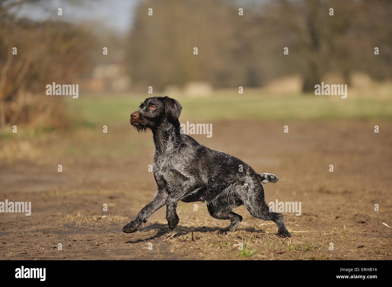 running German wirehaired Pointer Stock Photo - Alamy