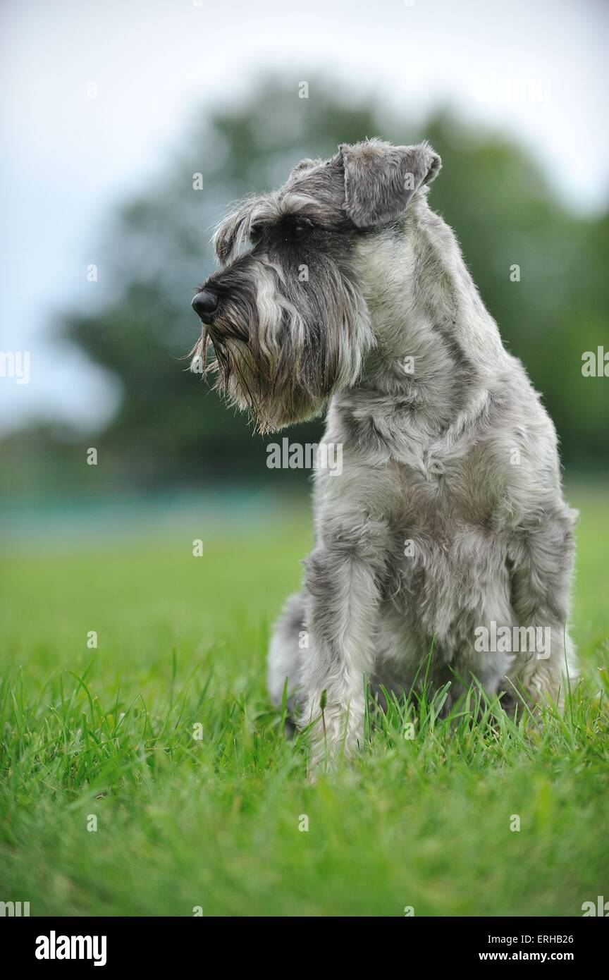 Medium Size Schnauzer Dog High Resolution Stock Photography and Images ...