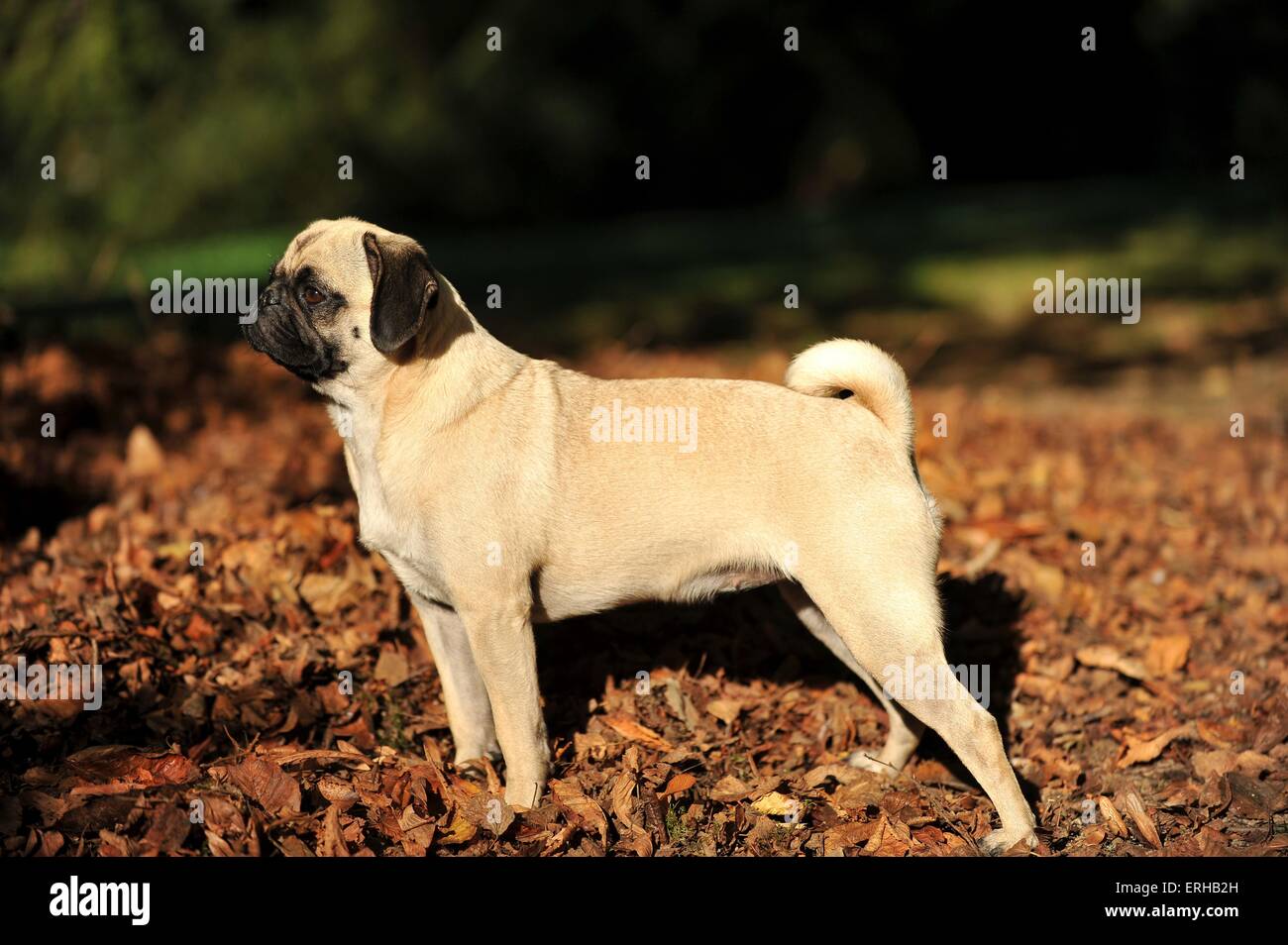 Pugs side profile hi-res stock photography and images - Alamy