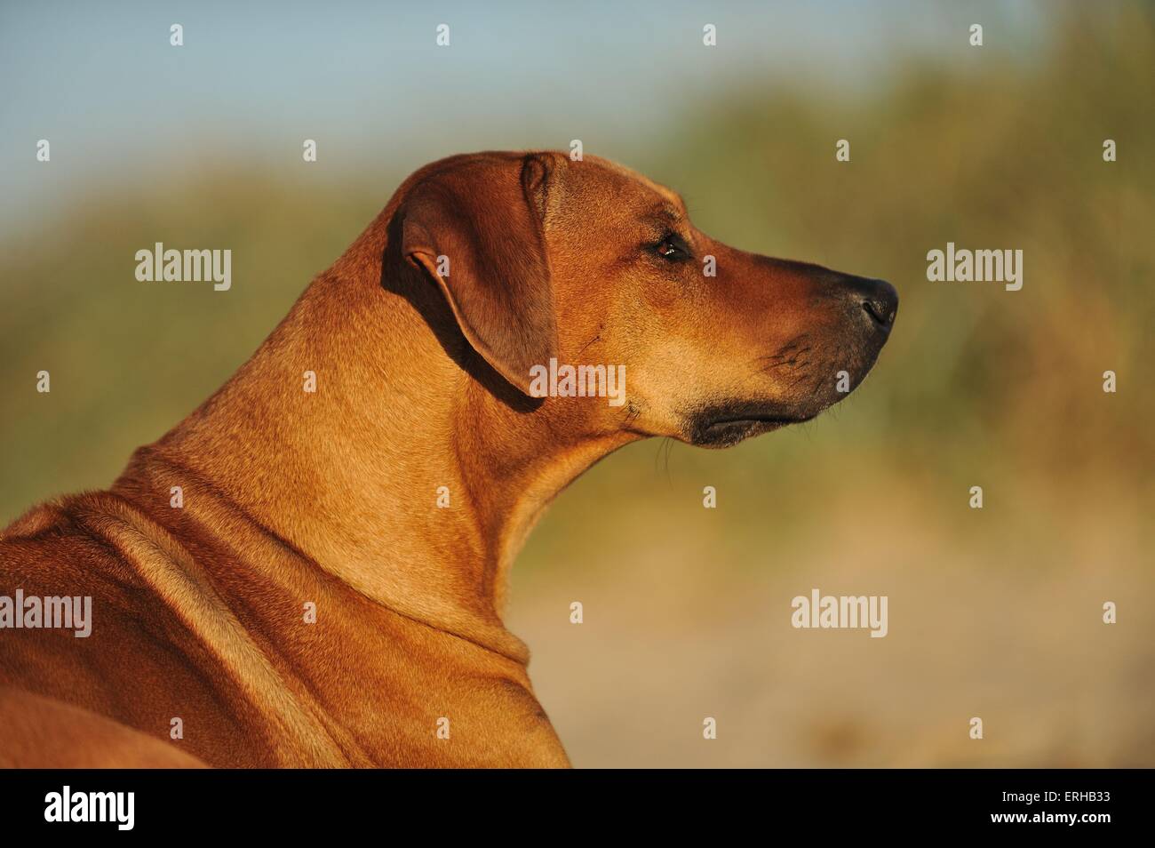 Rhodesian Ridgeback Portrait Stock Photo - Alamy
