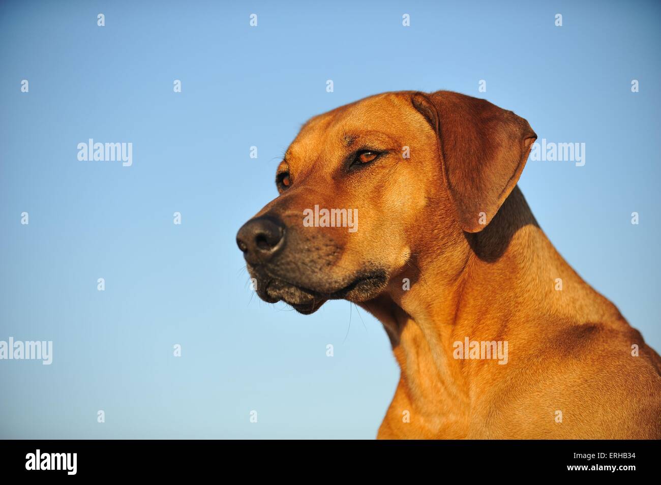 Rhodesian Ridgeback Portrait Stock Photo - Alamy
