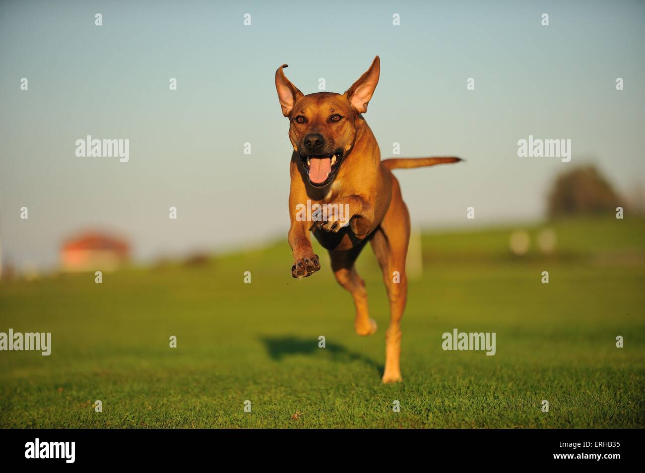 running Rhodesian Ridgeback Stock Photo - Alamy