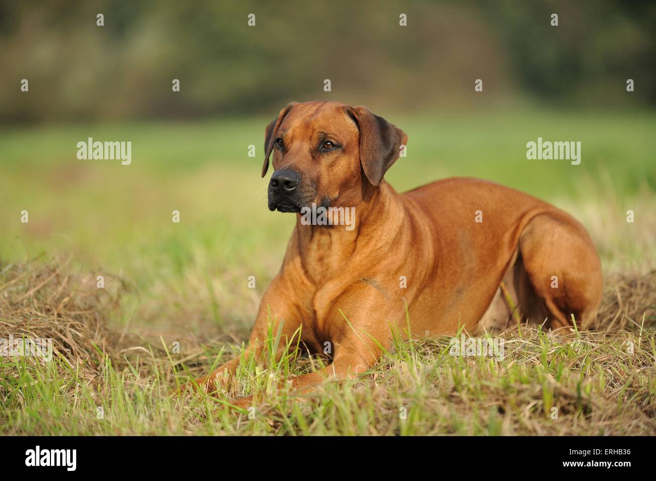 lying Rhodesian Ridgeback Stock Photo - Alamy