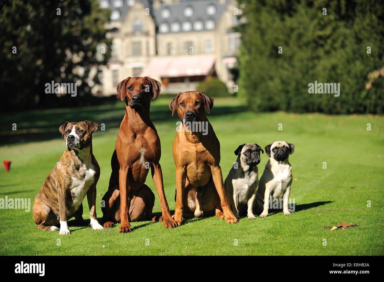 Boxer rhodesian ridgeback hi-res stock photography and images - Alamy