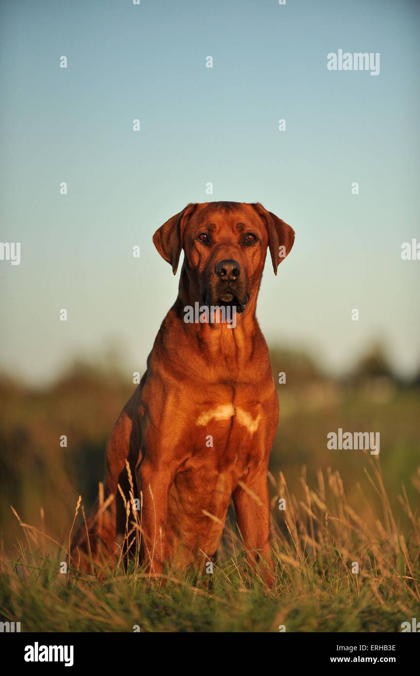 sitting Rhodesian Ridgeback Stock Photo - Alamy