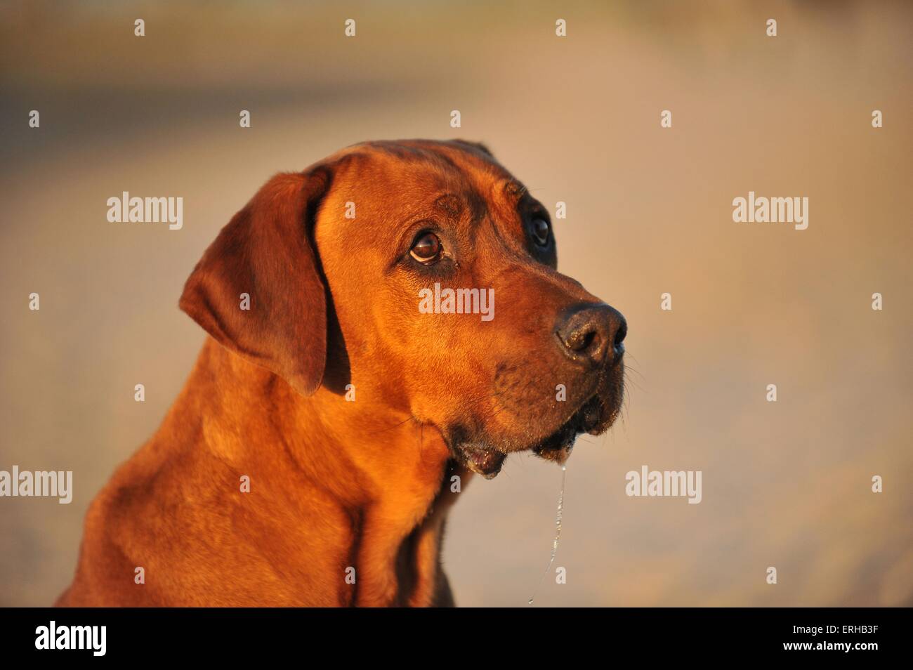Rhodesian Ridgeback Portrait Stock Photo - Alamy