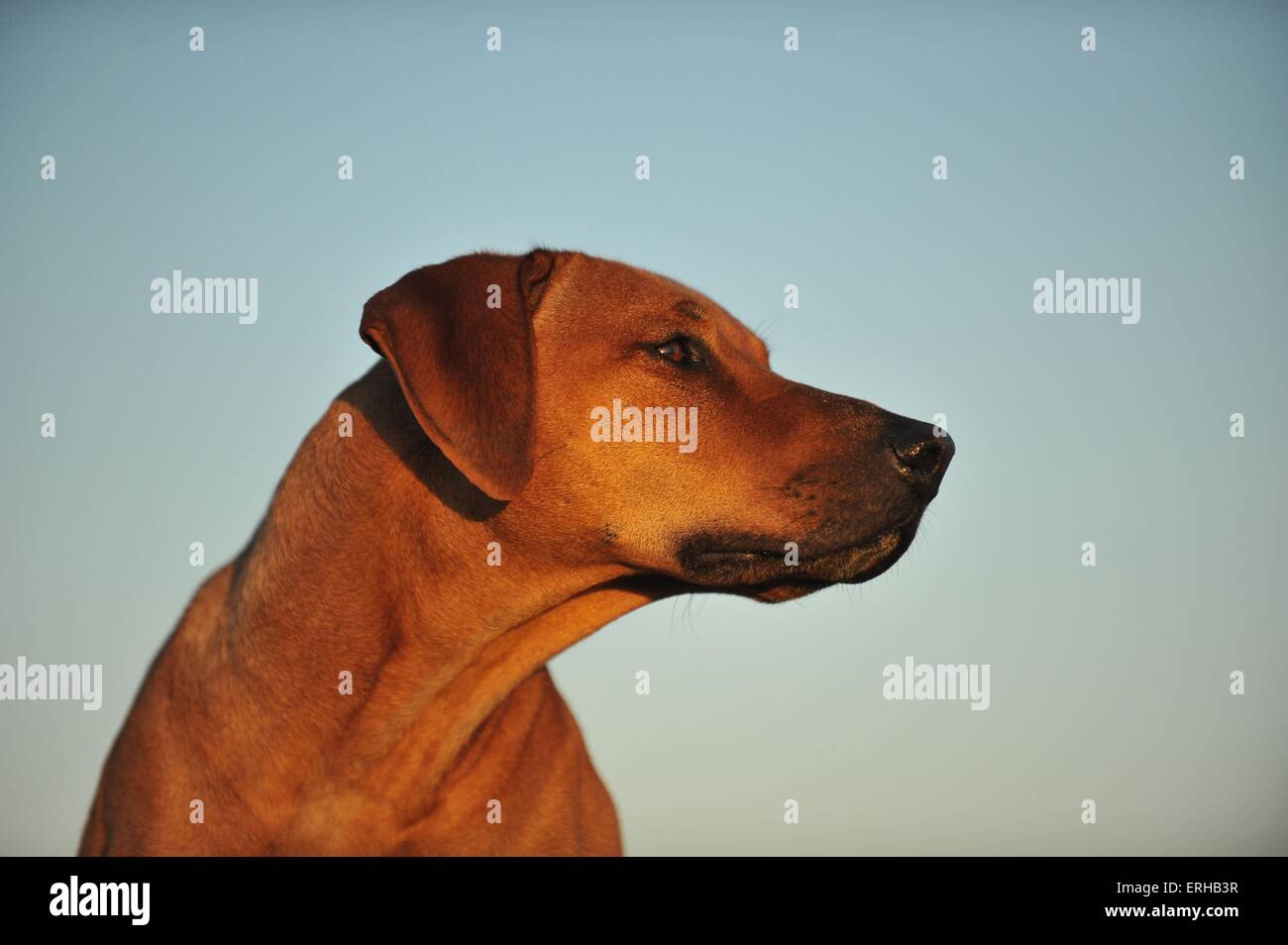 Rhodesian Ridgeback Portrait Stock Photo - Alamy