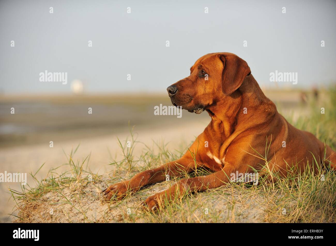lying Rhodesian Ridgeback Stock Photo - Alamy