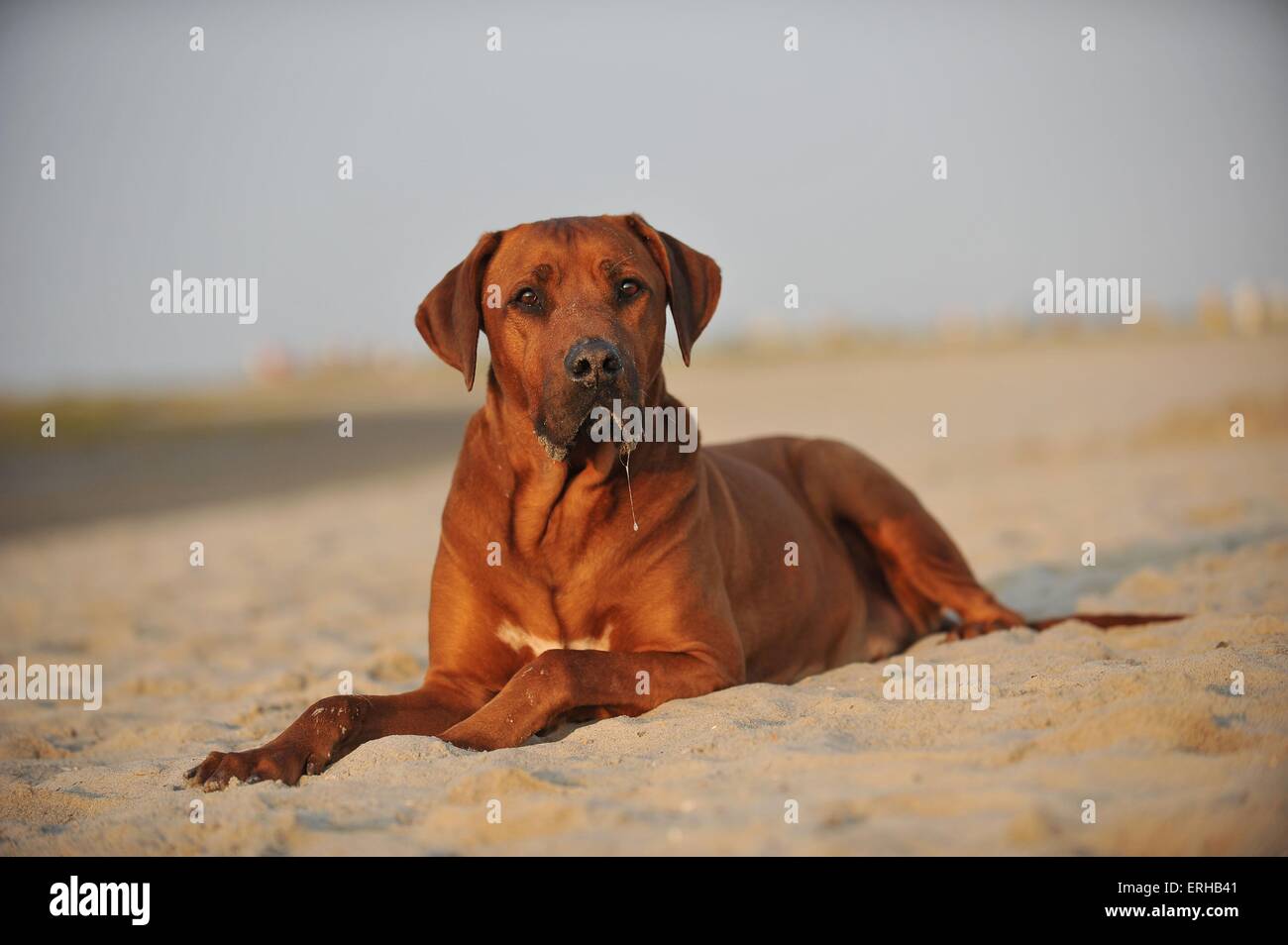 lying Rhodesian Ridgeback Stock Photo - Alamy