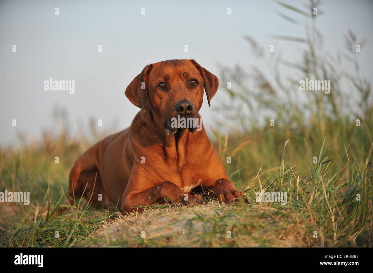 lying Rhodesian Ridgeback Stock Photo - Alamy