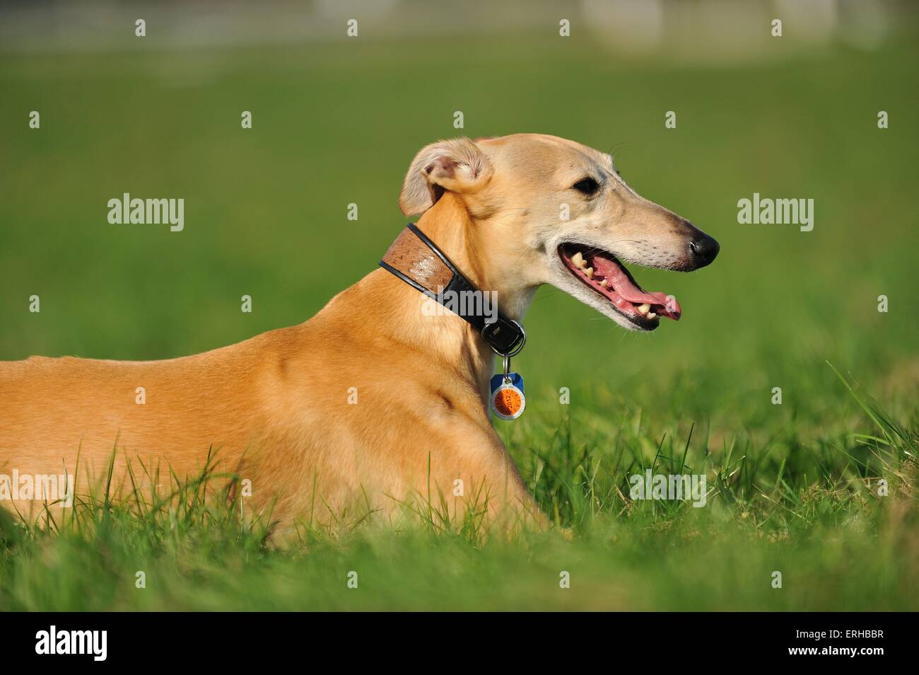 Whippet profile hi-res stock photography and images - Alamy