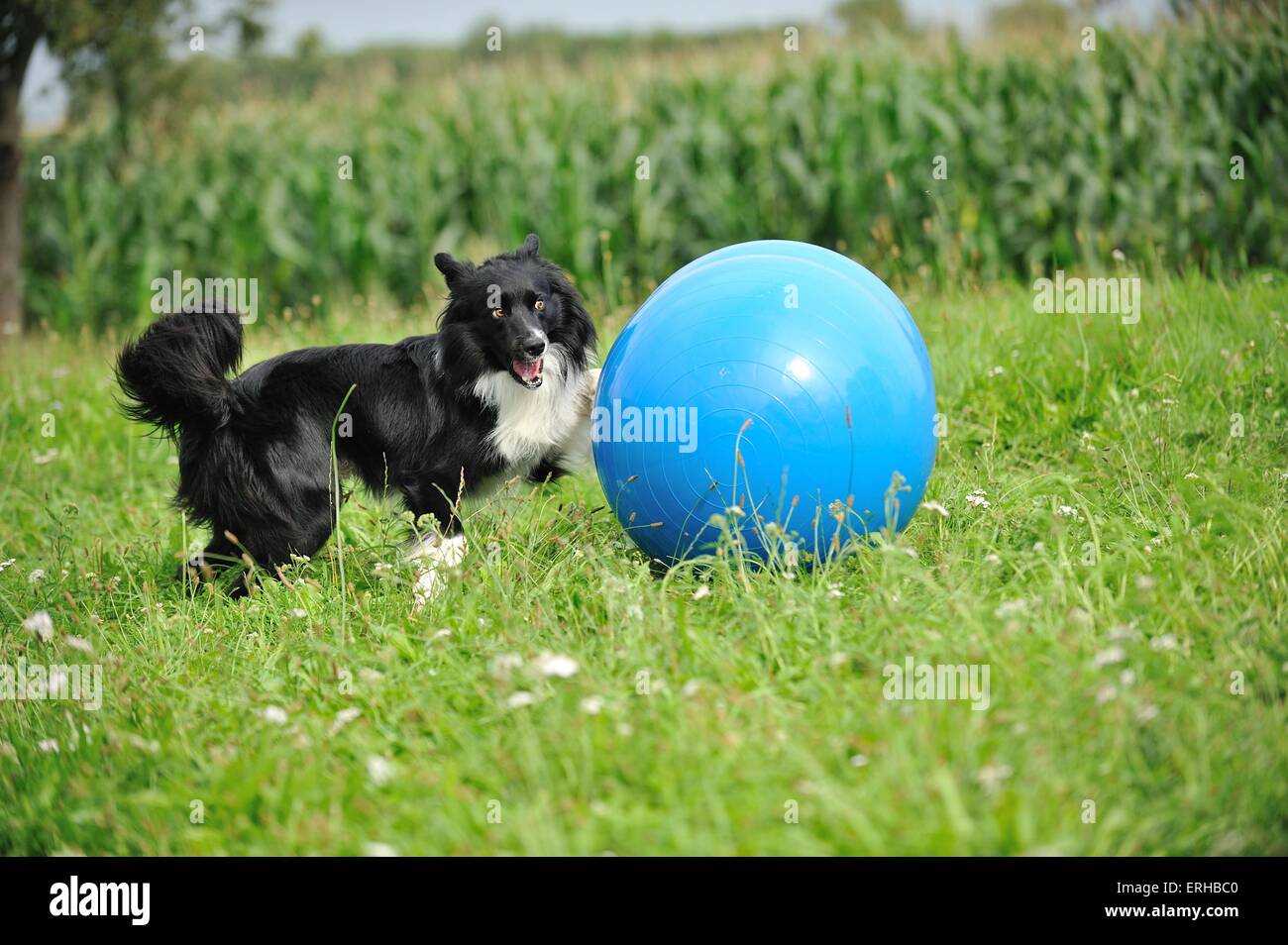 playing Border Collie Stock Photo - Alamy