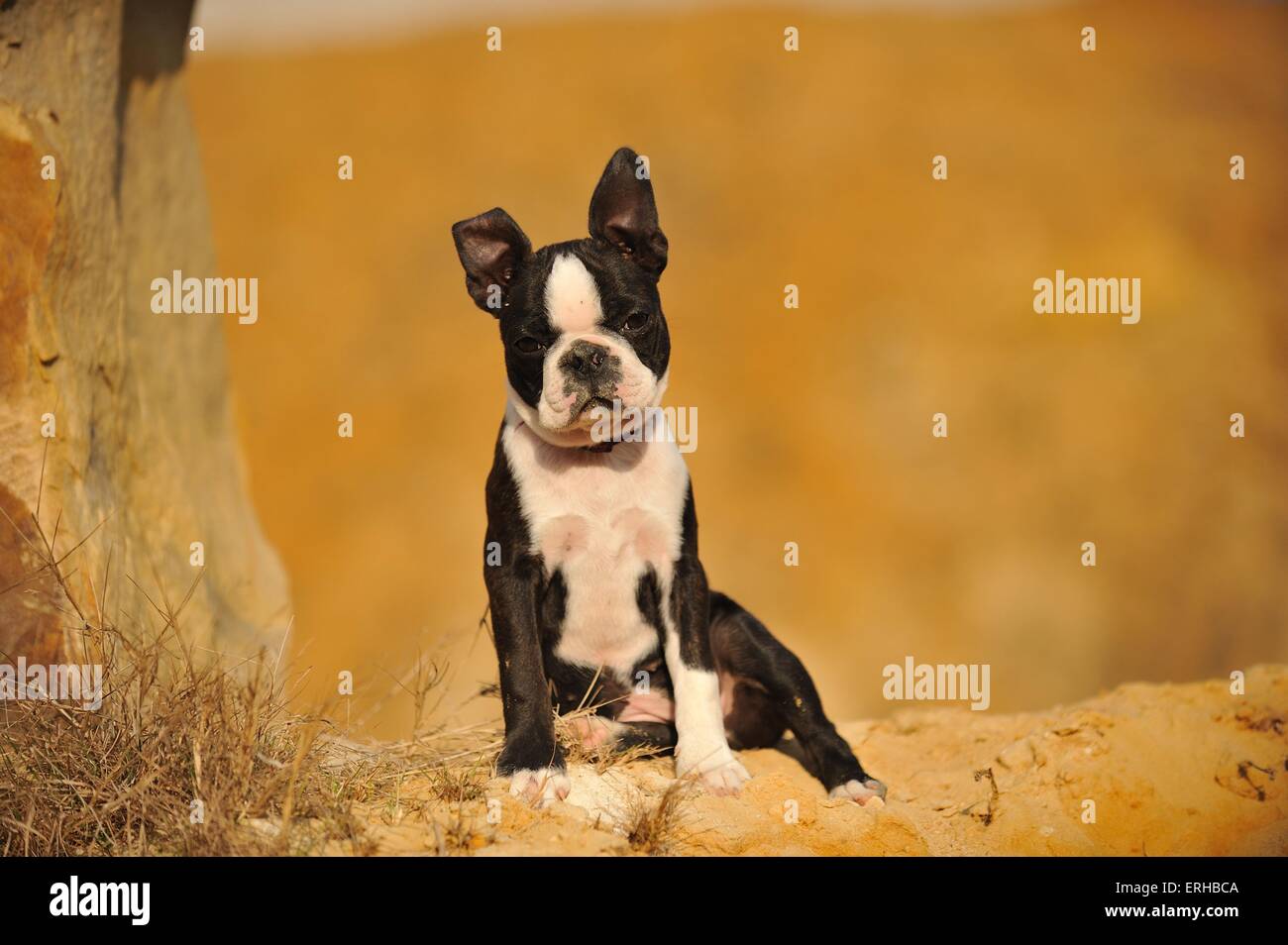 sitting Boston Terrier Stock Photo - Alamy