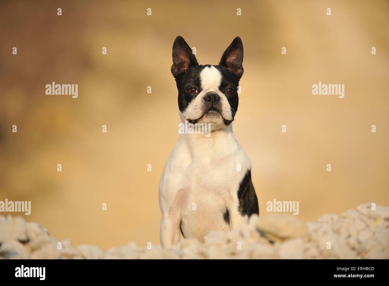 sitting Boston Terrier Stock Photo - Alamy