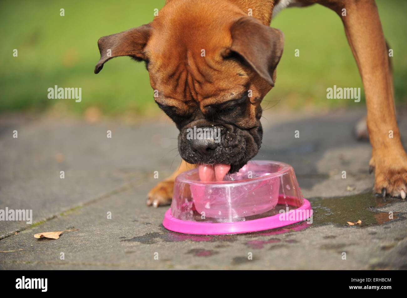 Dog drinking water hi-res stock photography and images - Alamy