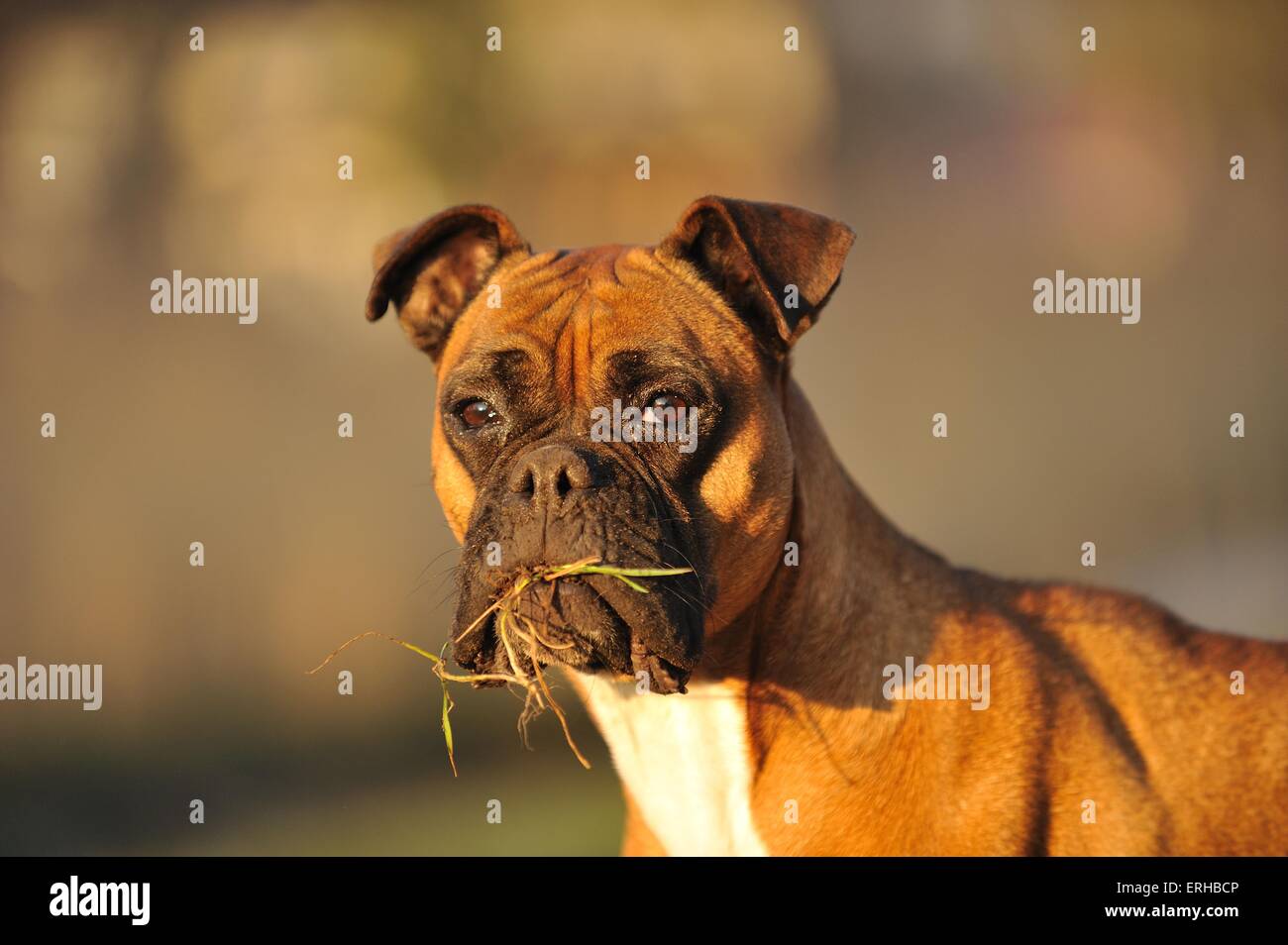 German Boxer Portrait Stock Photo - Alamy