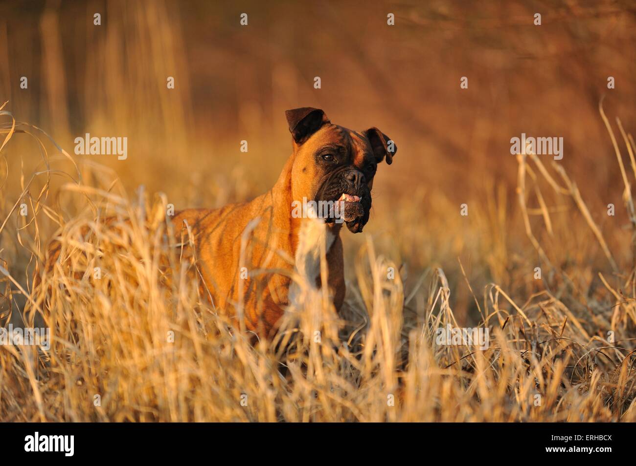 German Boxer Portrait Stock Photo - Alamy