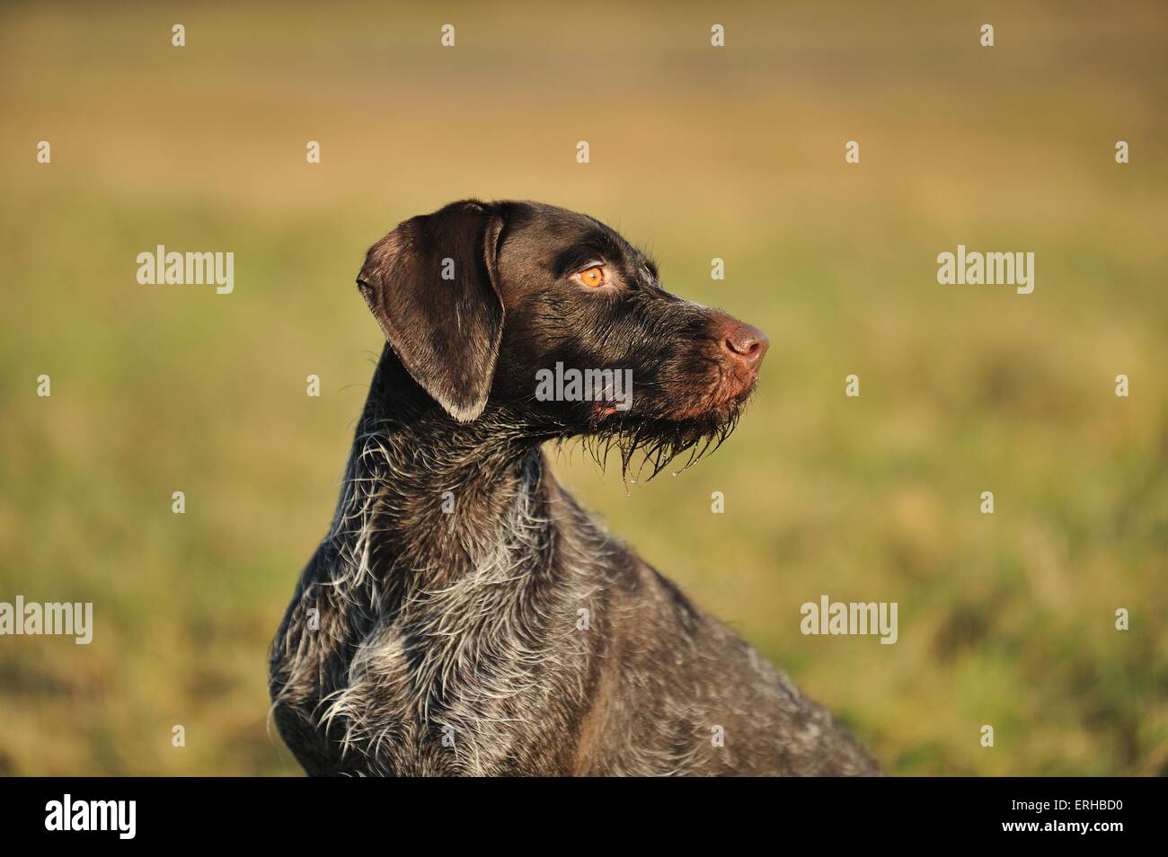 German wirehaired Pointer Portrait Stock Photo - Alamy