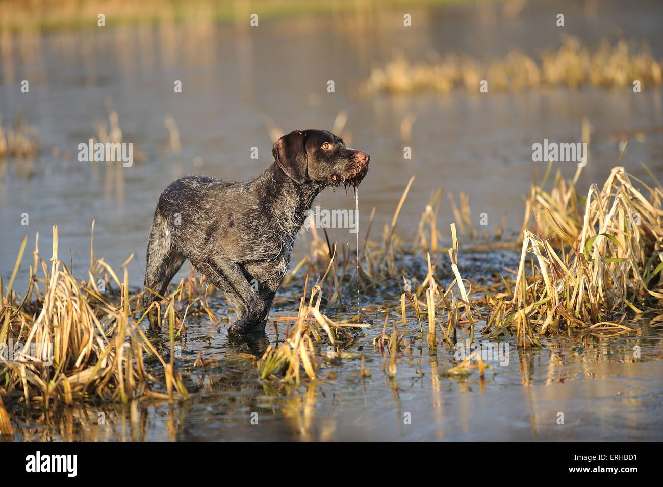 German wirehaired Pointer Stock Photo - Alamy
