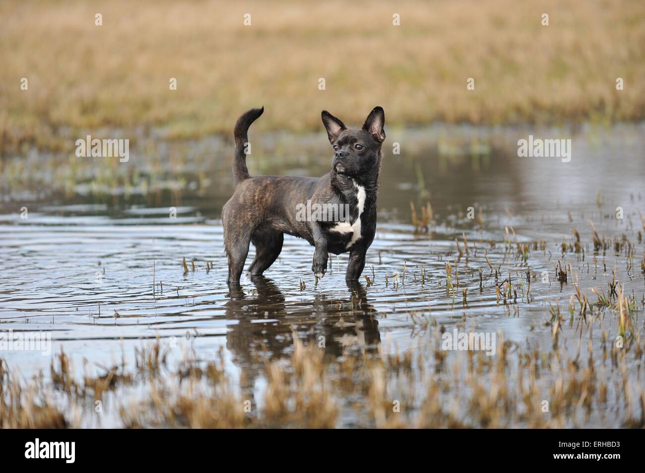 Bathing mongrel hi-res stock photography and images - Alamy