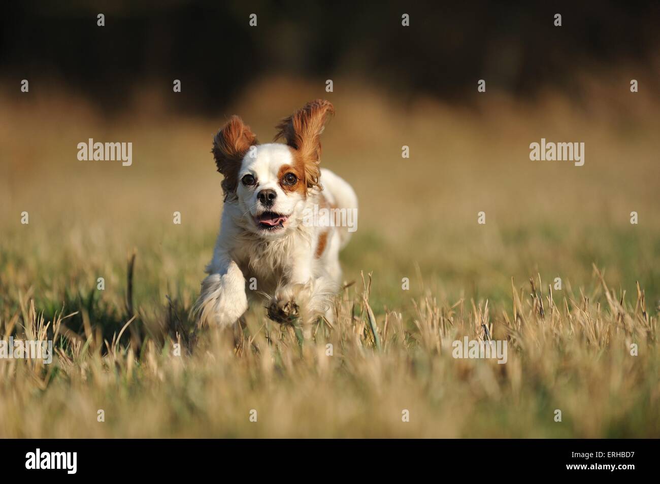 running Cavalier King Charles Spaniel Stock Photo - Alamy