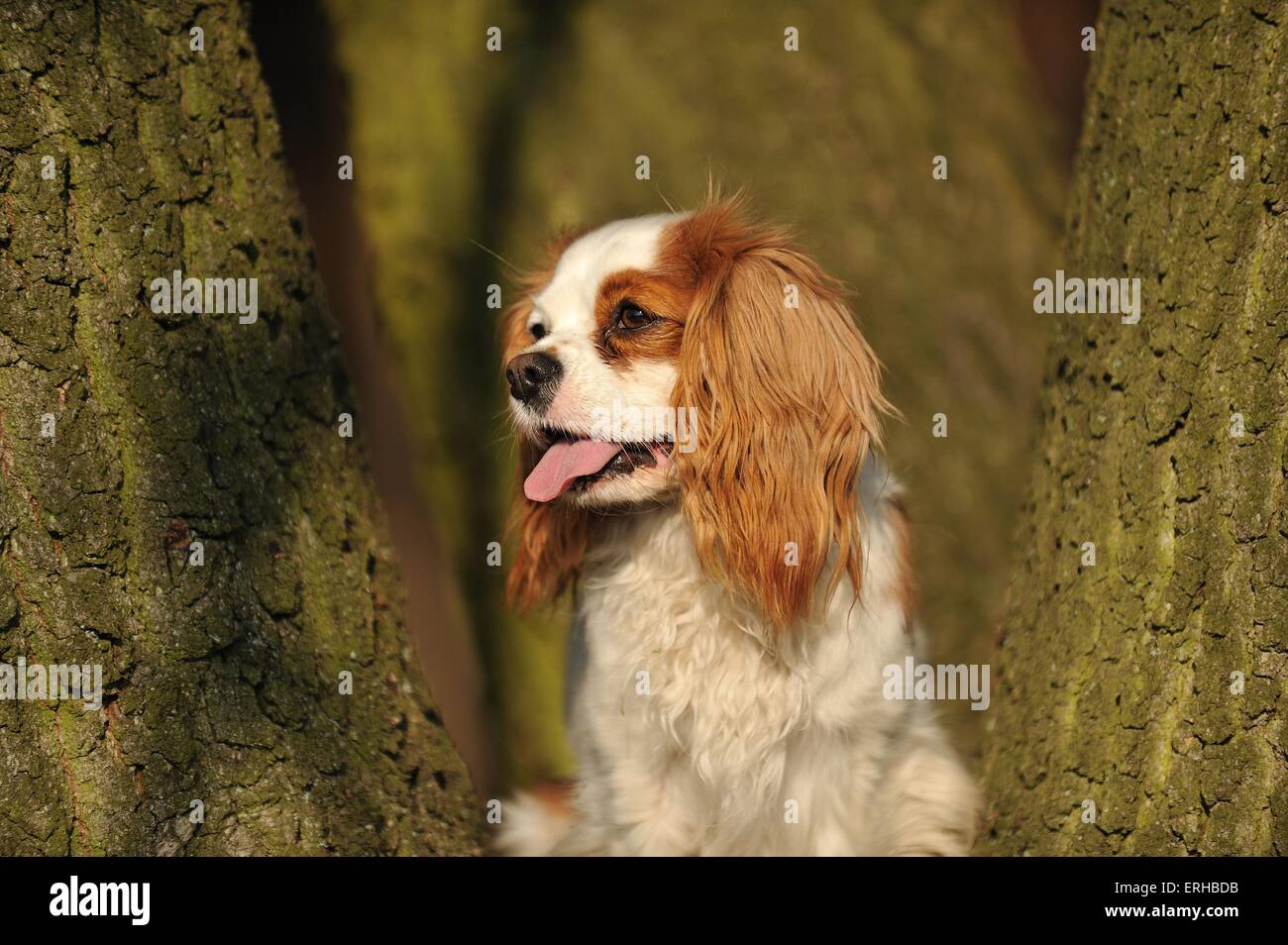 Cavalier King Charles Spaniel Portrait Stock Photo - Alamy