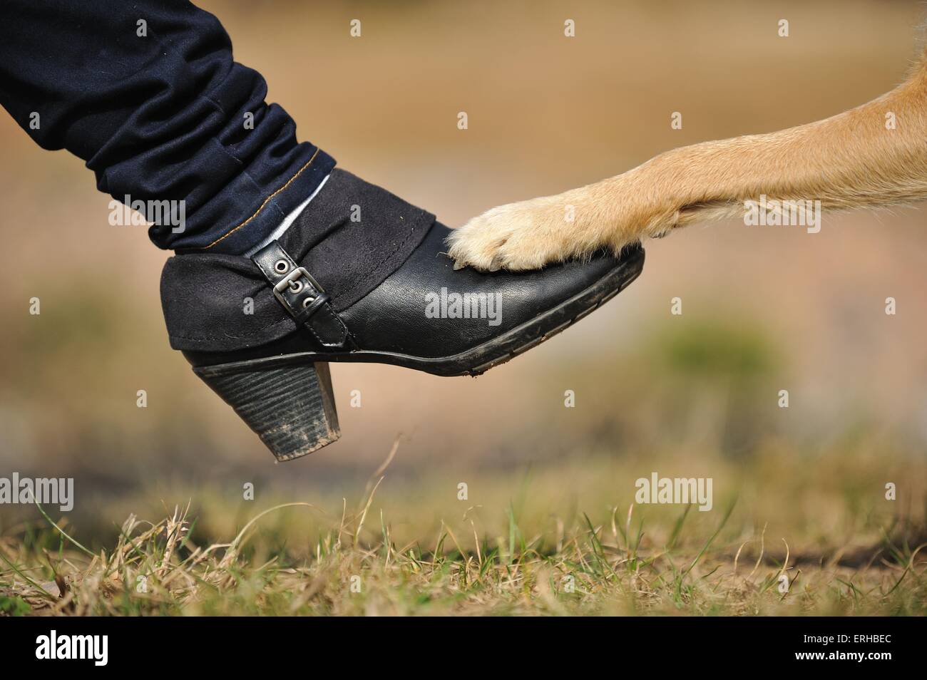 mongrel gives paw Stock Photo - Alamy