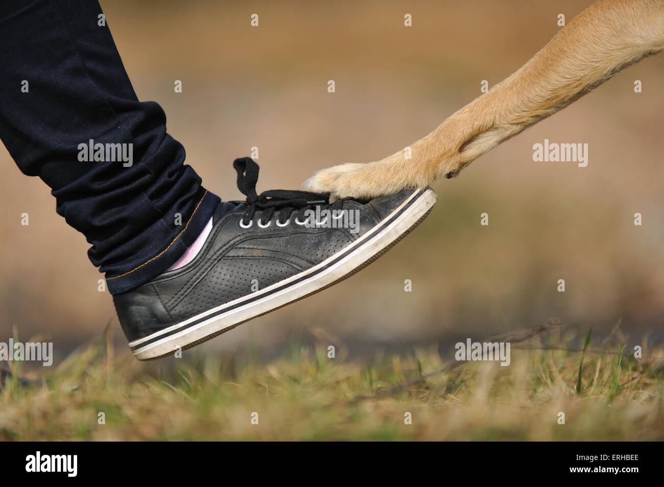 mongrel gives paw Stock Photo - Alamy