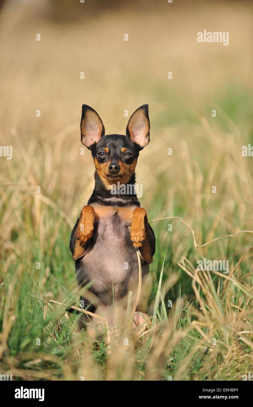Smooth russian toy terrier hi-res stock photography and images - Alamy