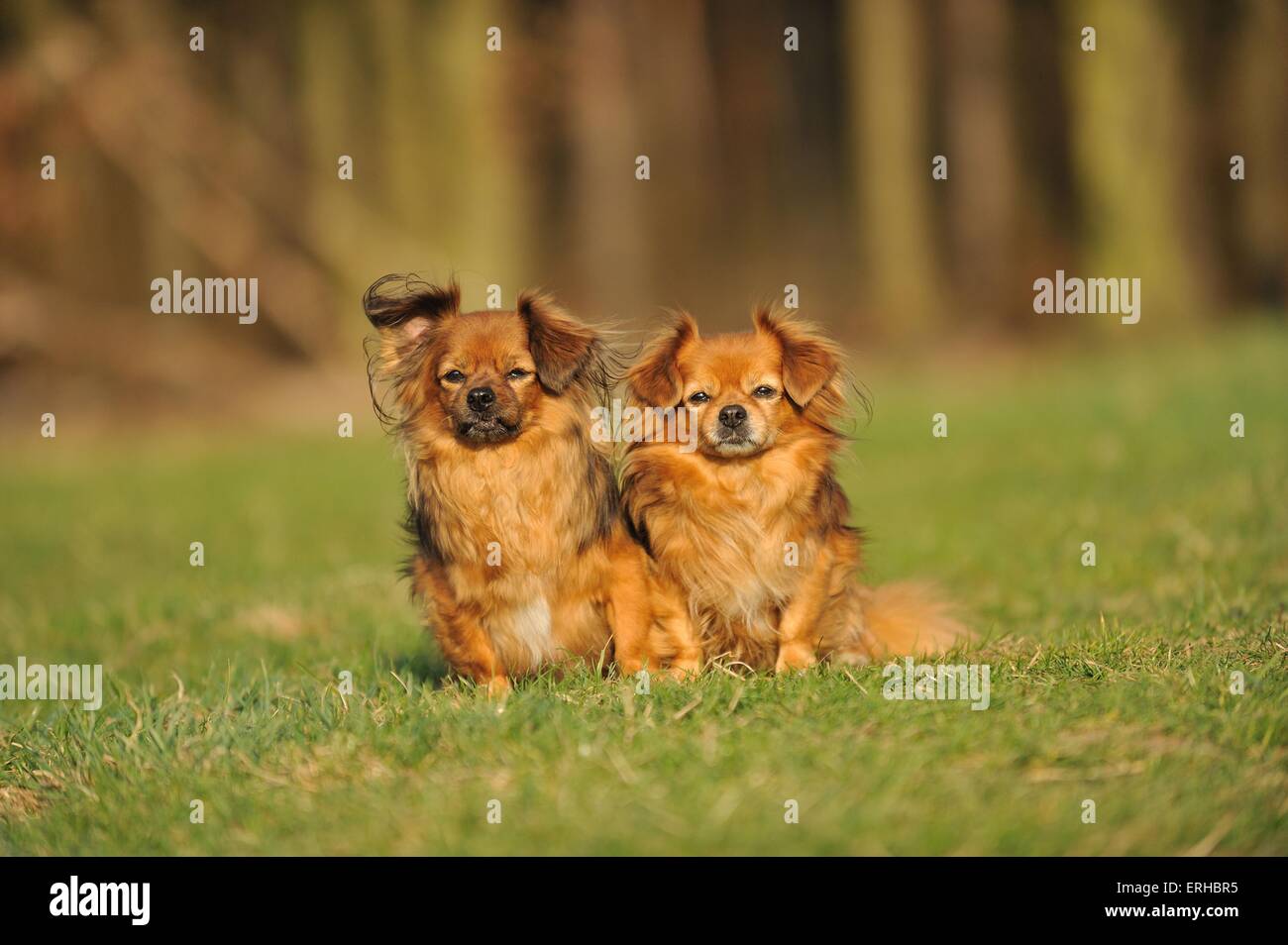 Tibetan spaniel dog sitting hi-res stock photography and images - Alamy