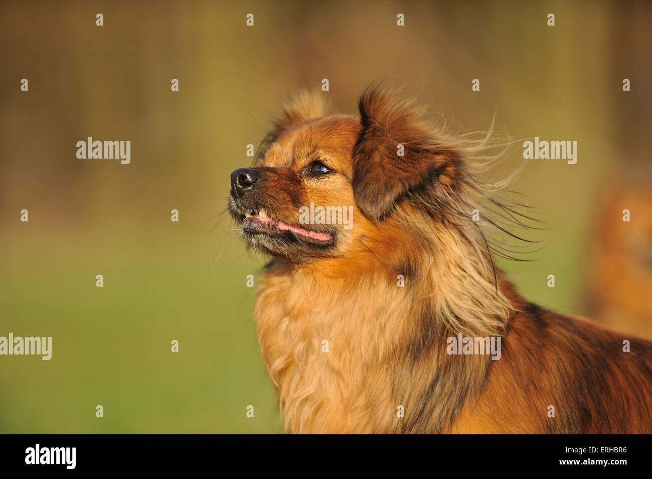Portrait tibetan spaniel hi-res stock photography and images - Alamy