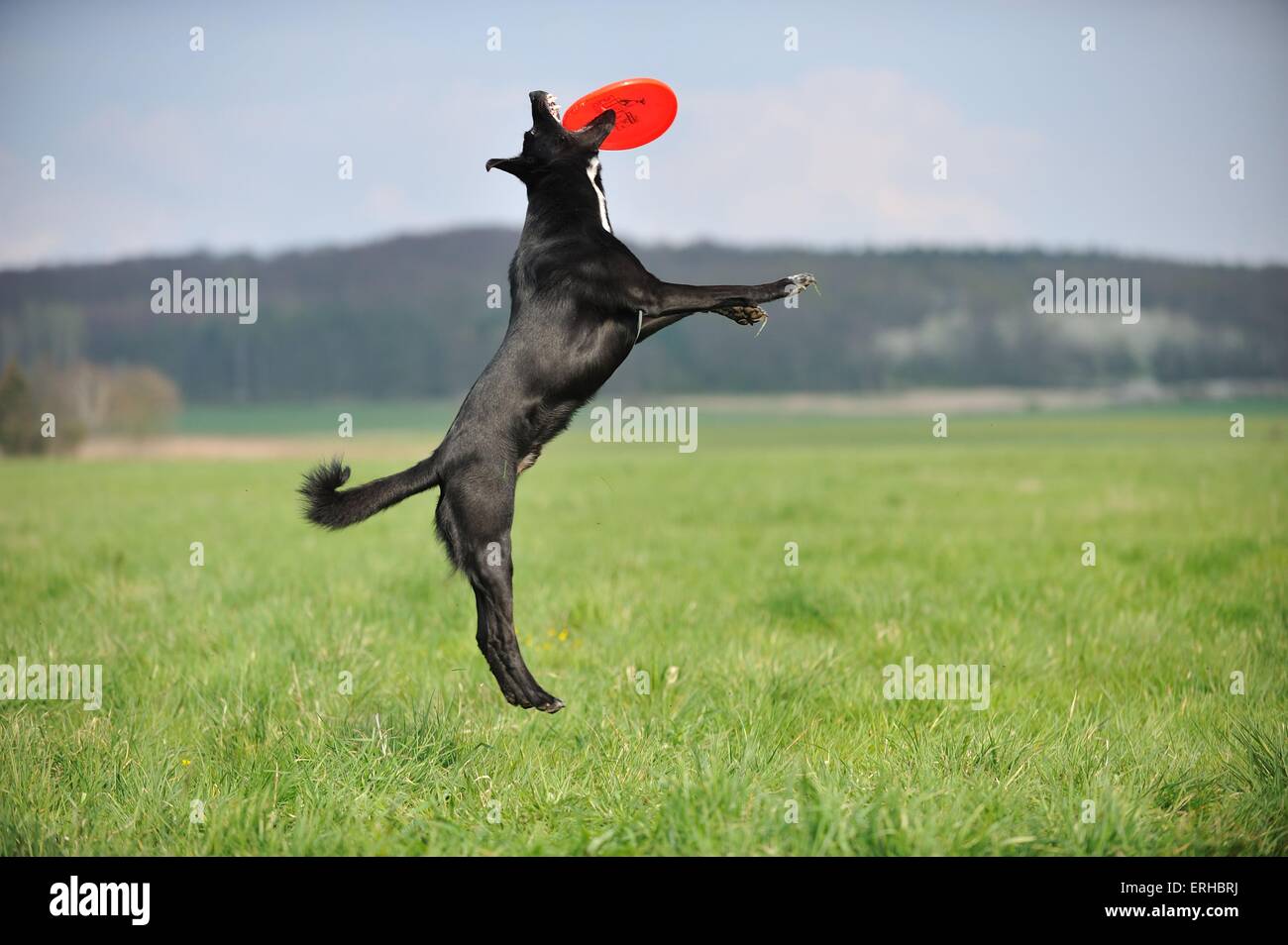 Basenji mongrel hi-res stock photography and images - Alamy