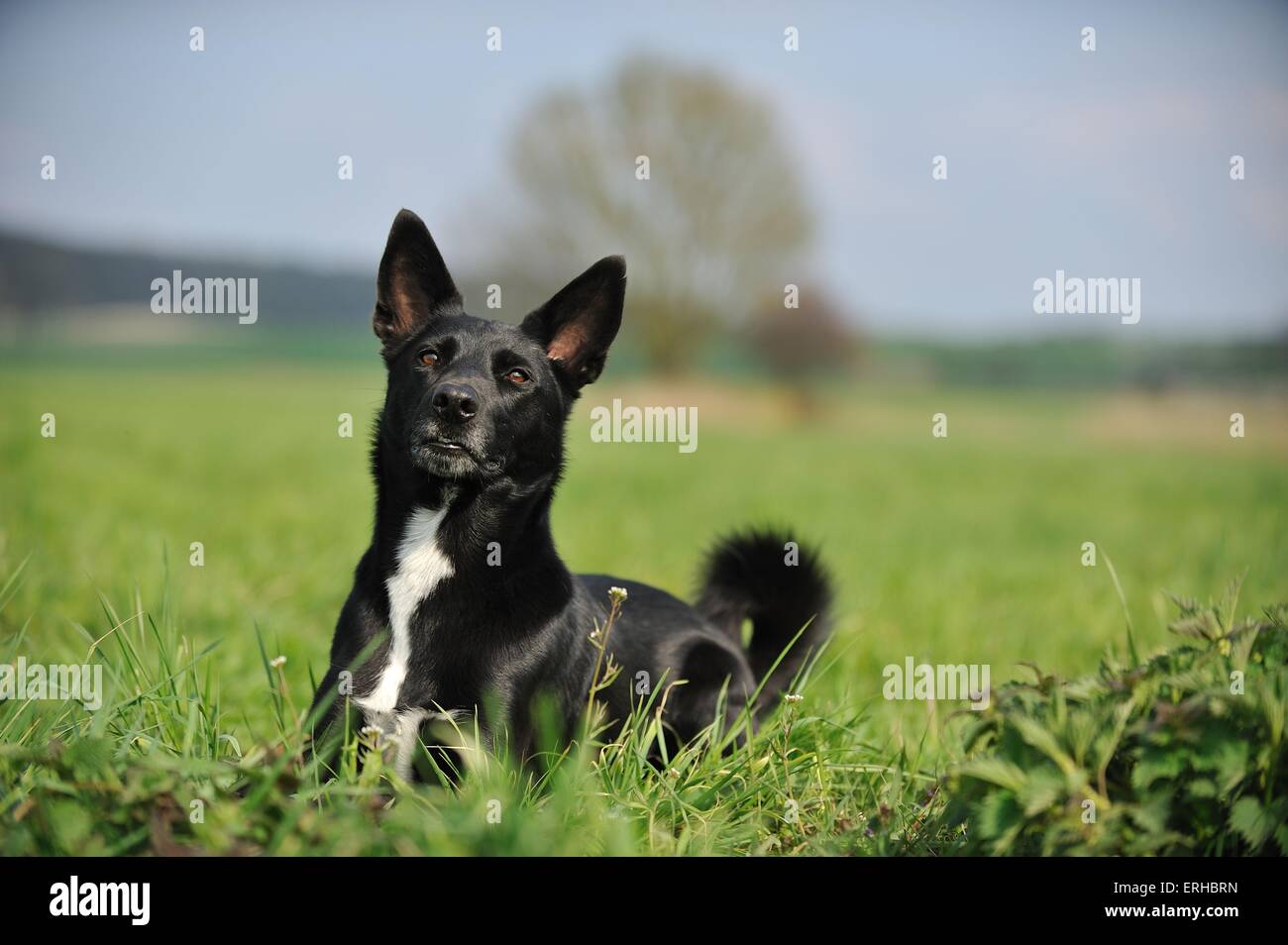 Basenji mongrel hi-res stock photography and images - Alamy