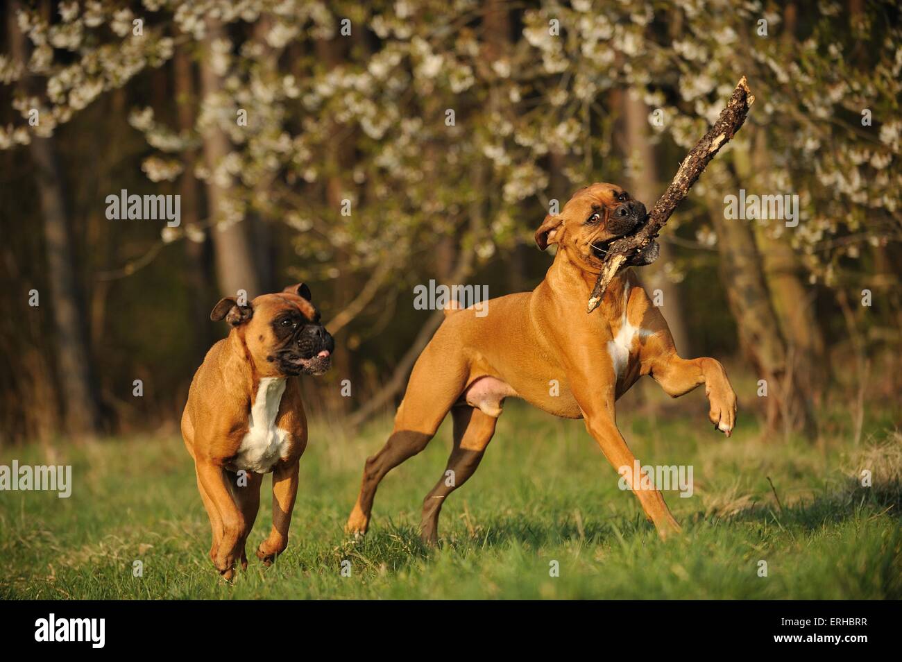 playing German Boxer Stock Photo - Alamy