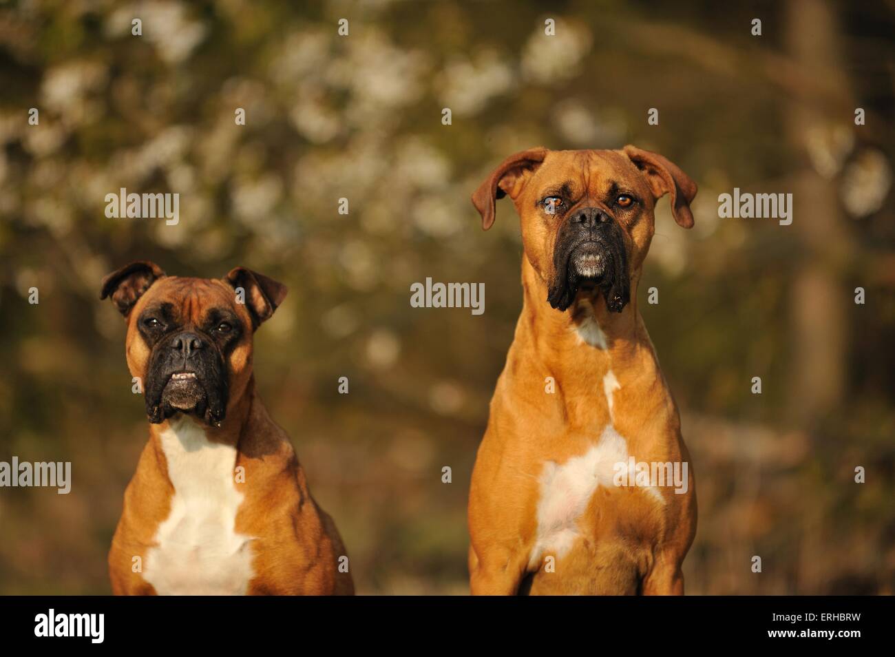 German Boxer Portrait Stock Photo - Alamy