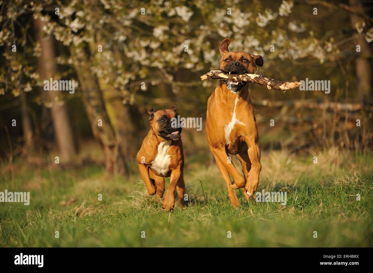 playing German Boxer Stock Photo - Alamy