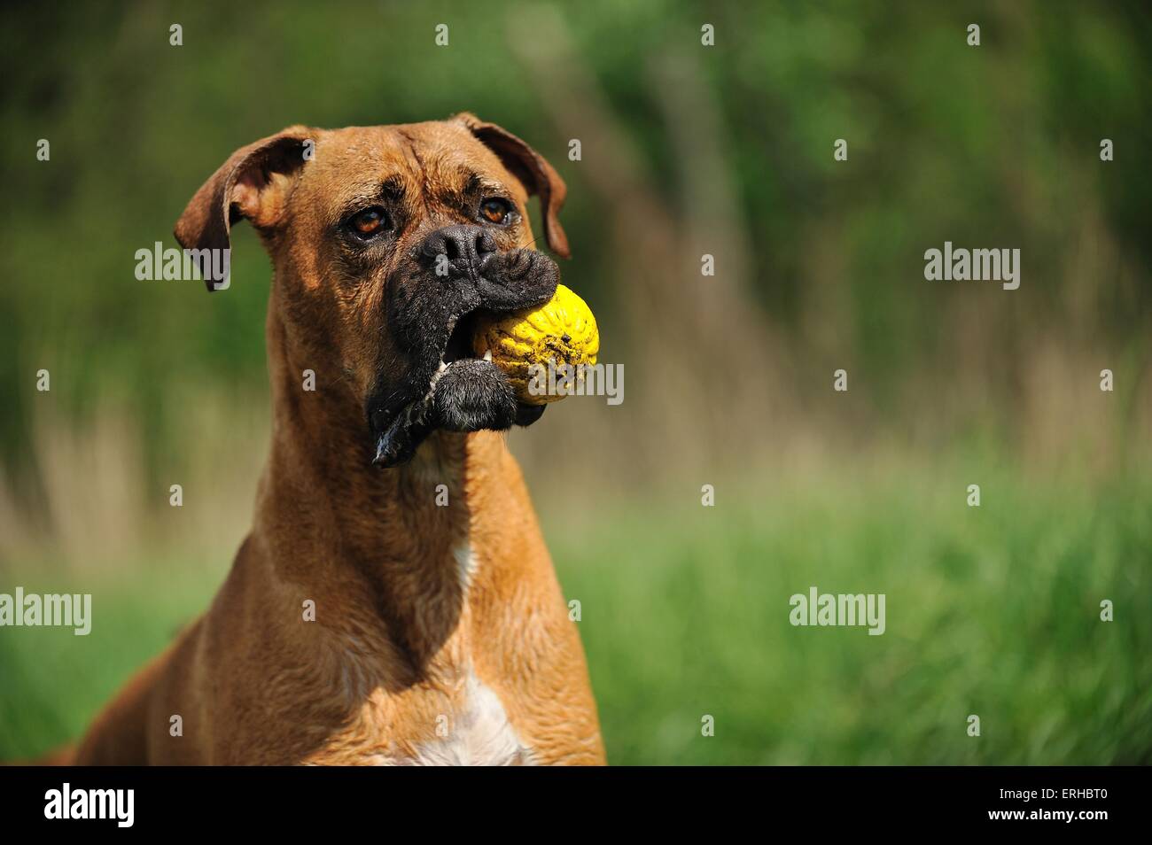 German Boxer Portrait Stock Photo - Alamy