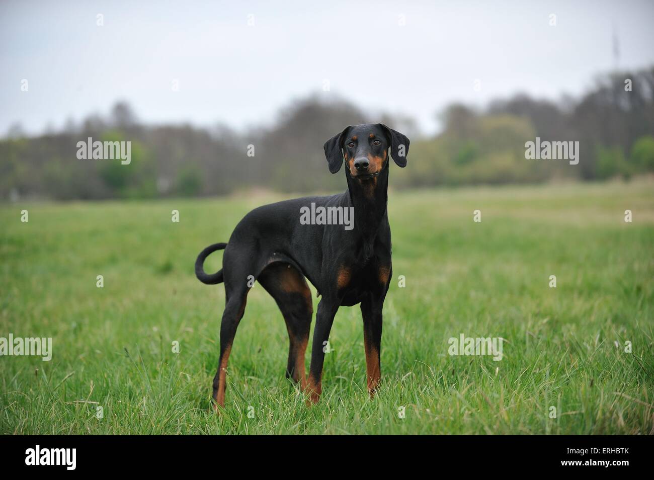 Brown and tan doberman hi-res stock photography and images - Alamy