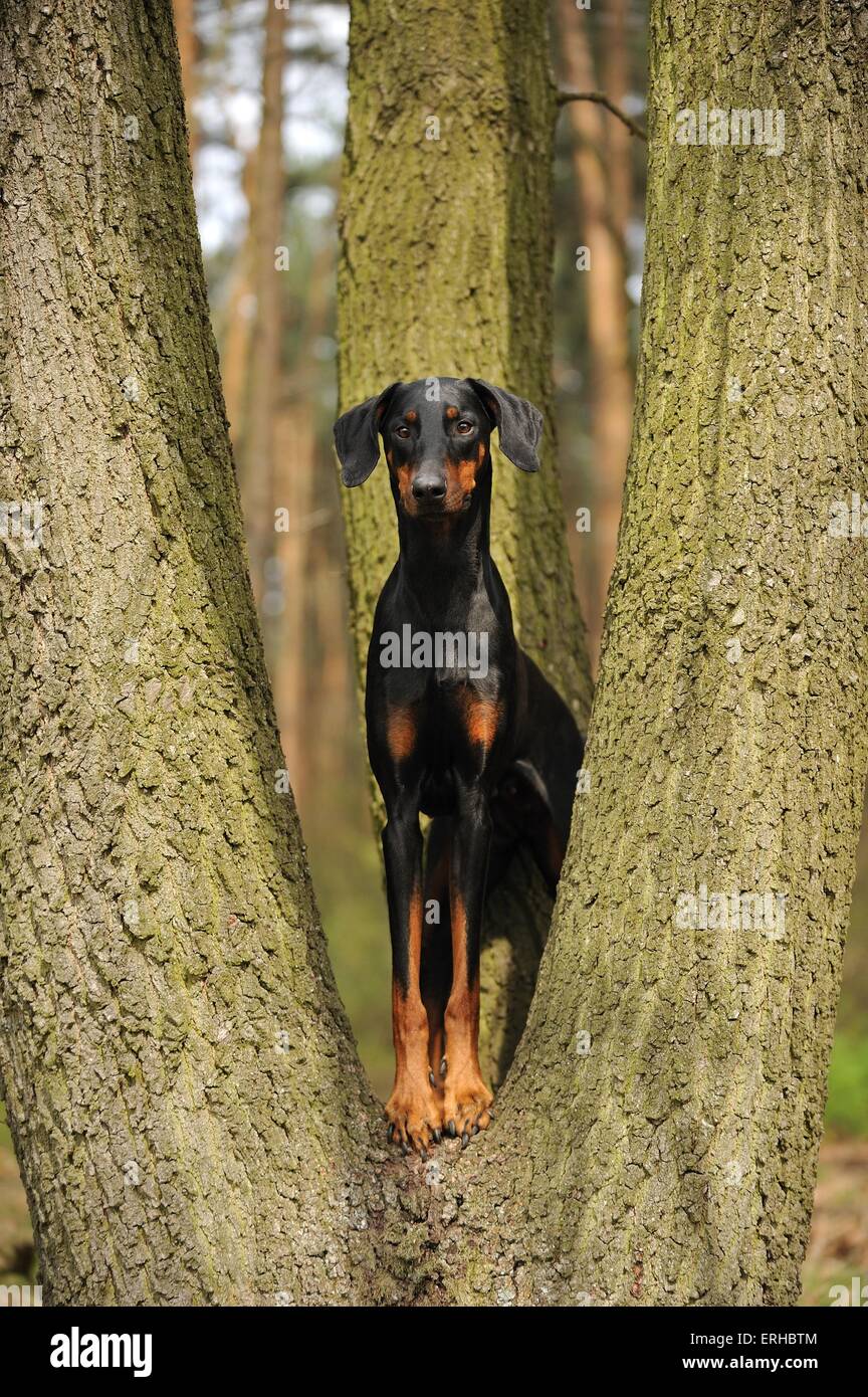 Brown and tan doberman hi-res stock photography and images - Alamy